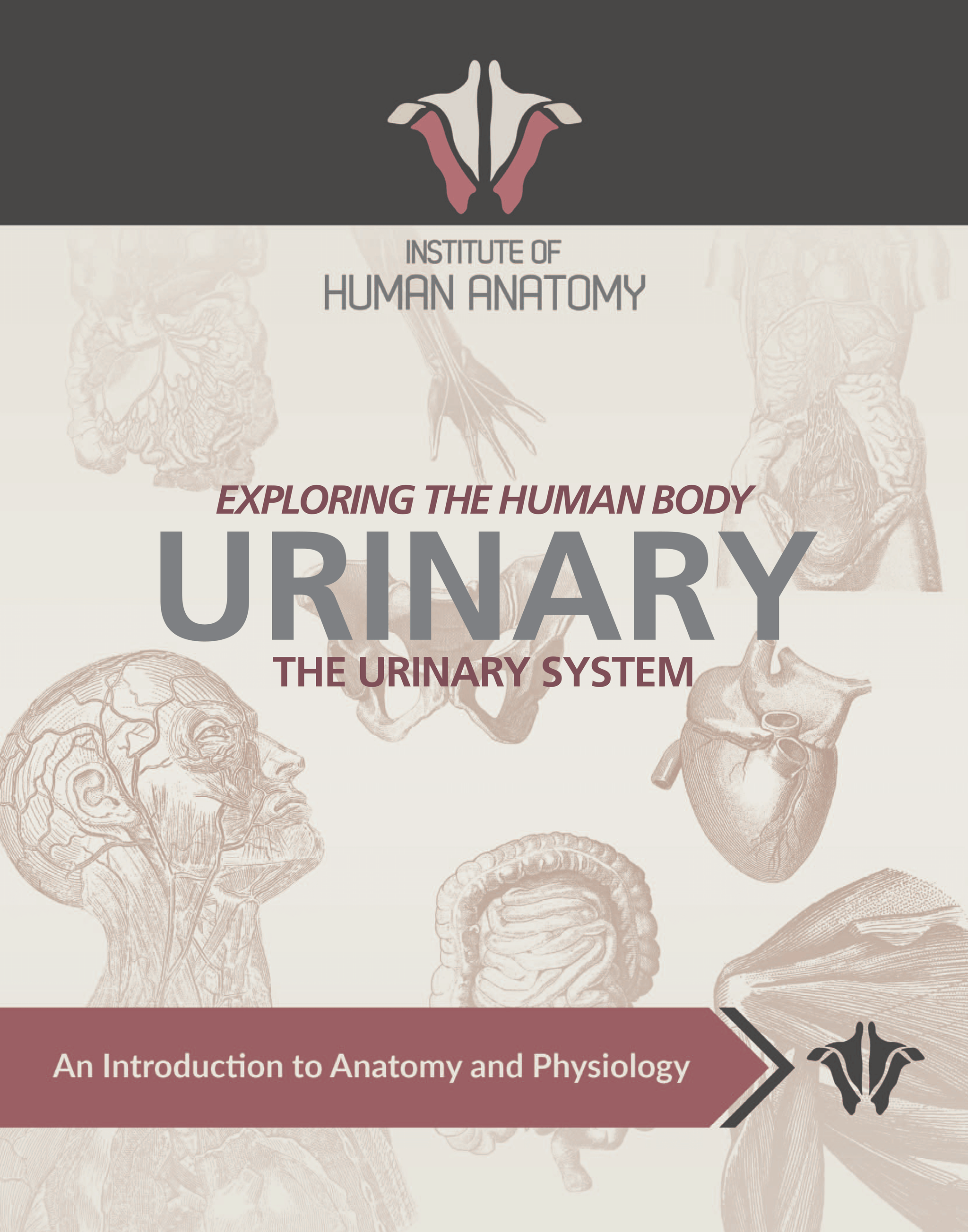 Exploring the Urinary System - eBook