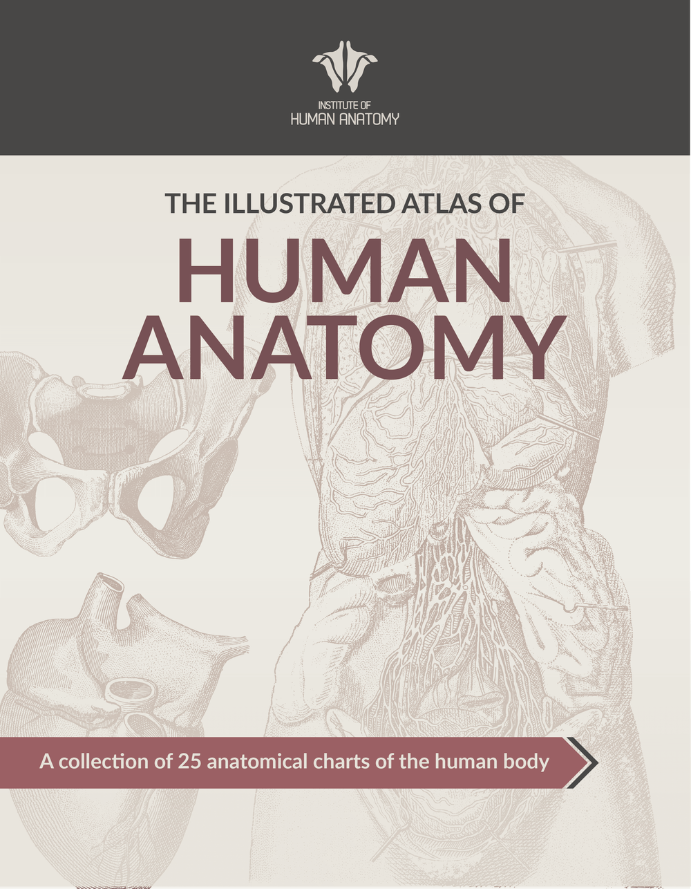 Illustrated Atlas of Human Anatomy - eBook