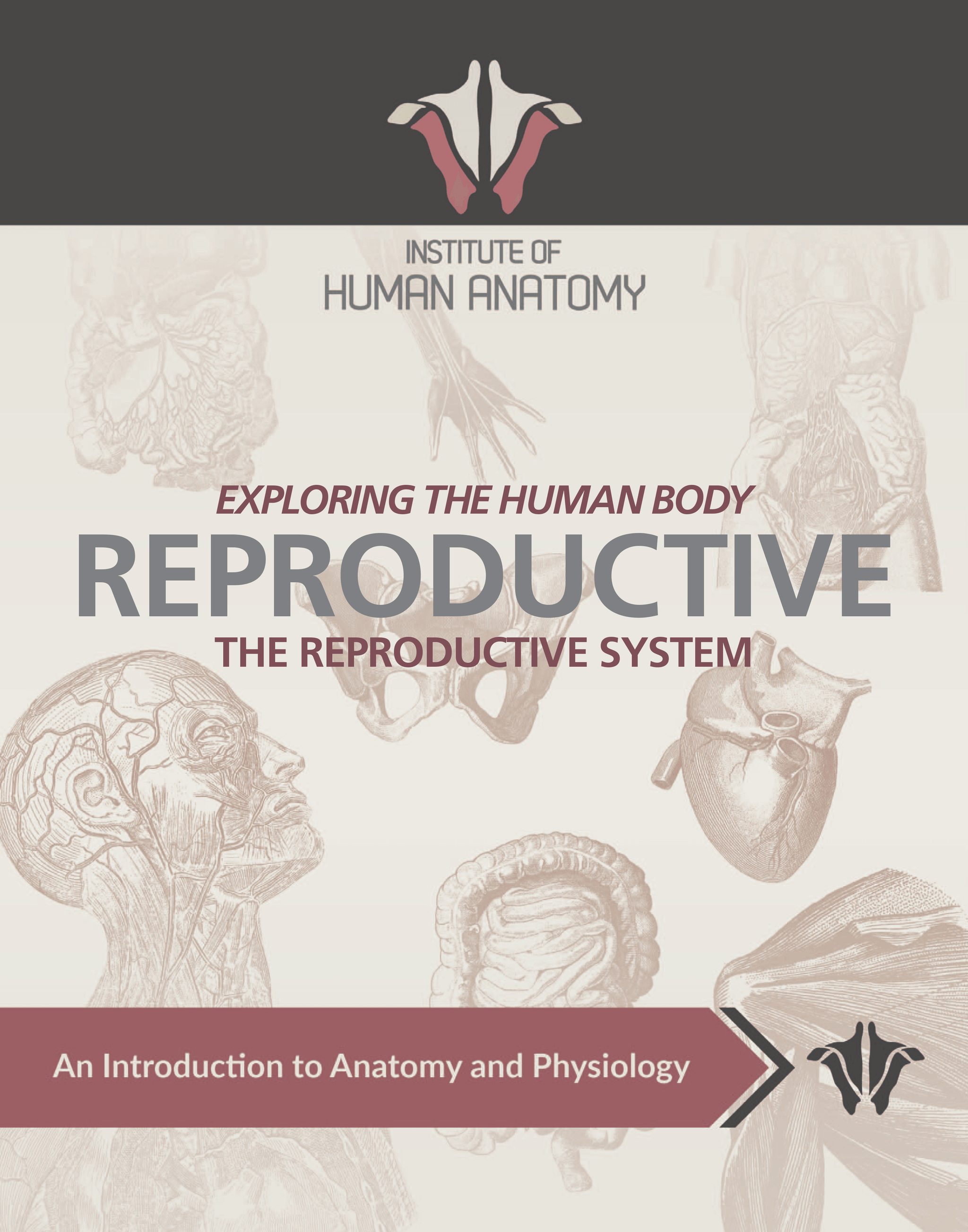 Exploring the Reproductive System - eBook