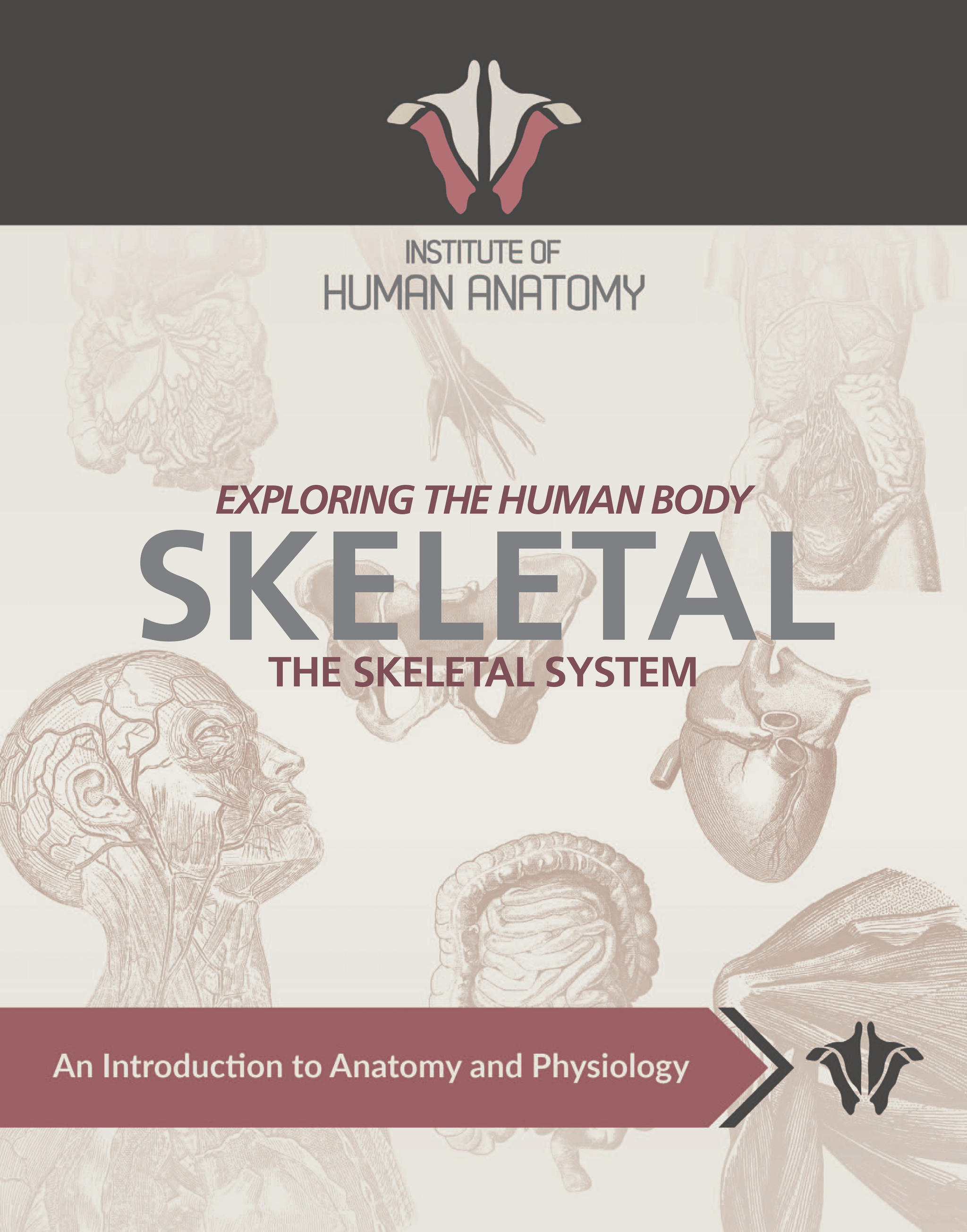 Exploring the Skeletal System - eBook
