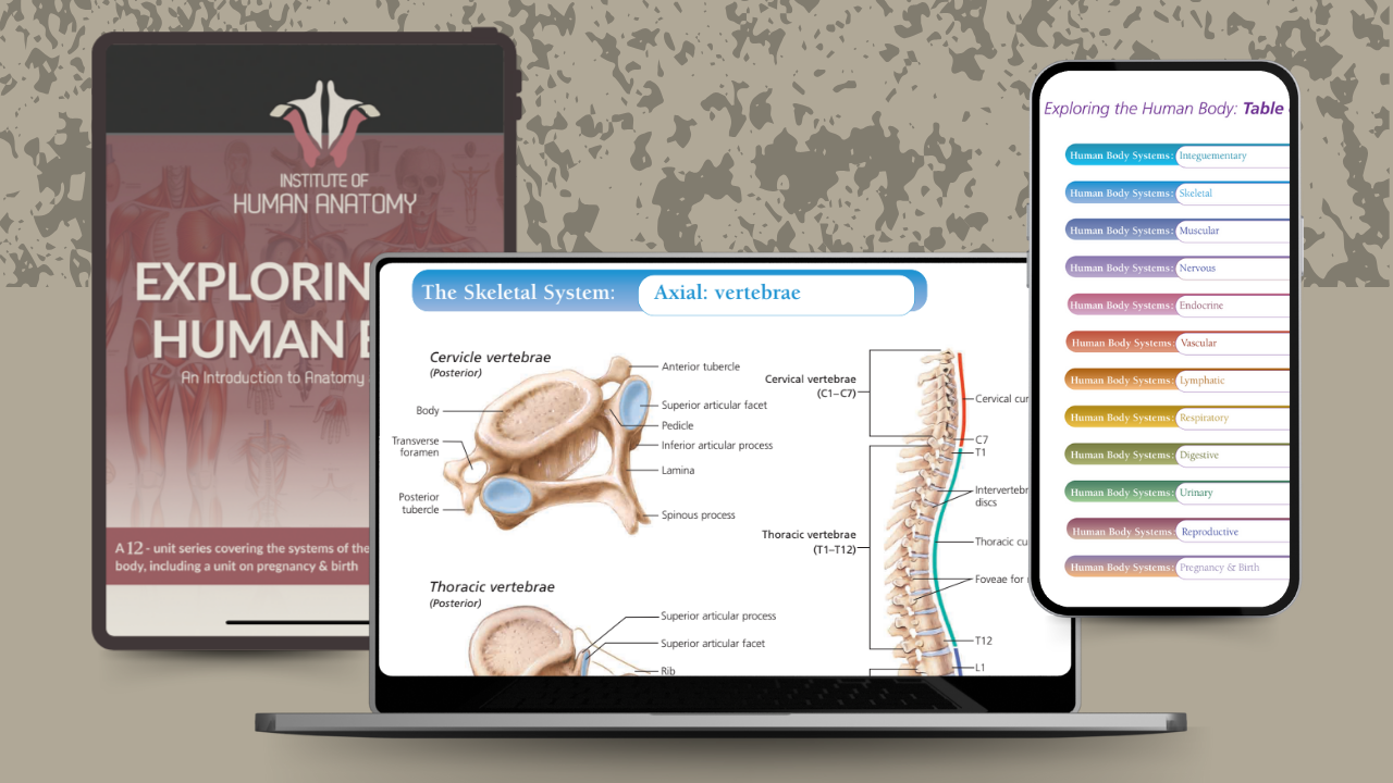 Body Systems Study Bundle